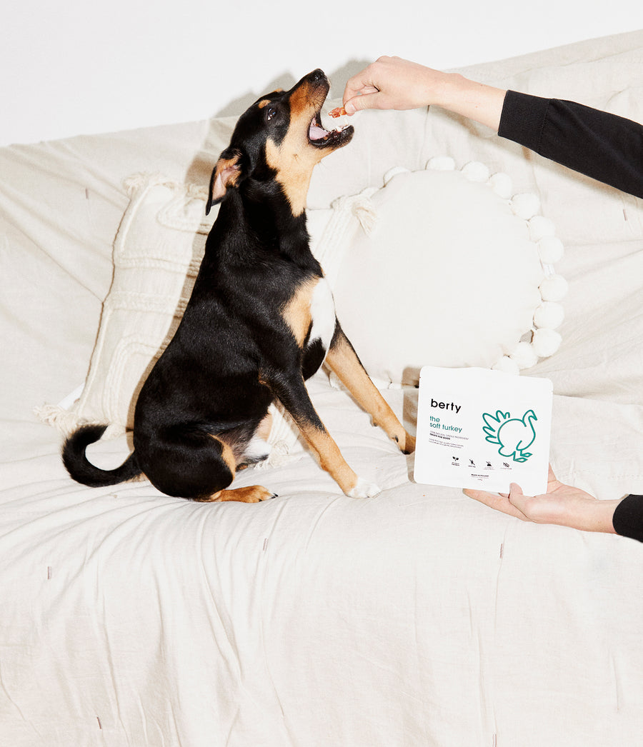 berty | lifestyle brand for modern pet parents